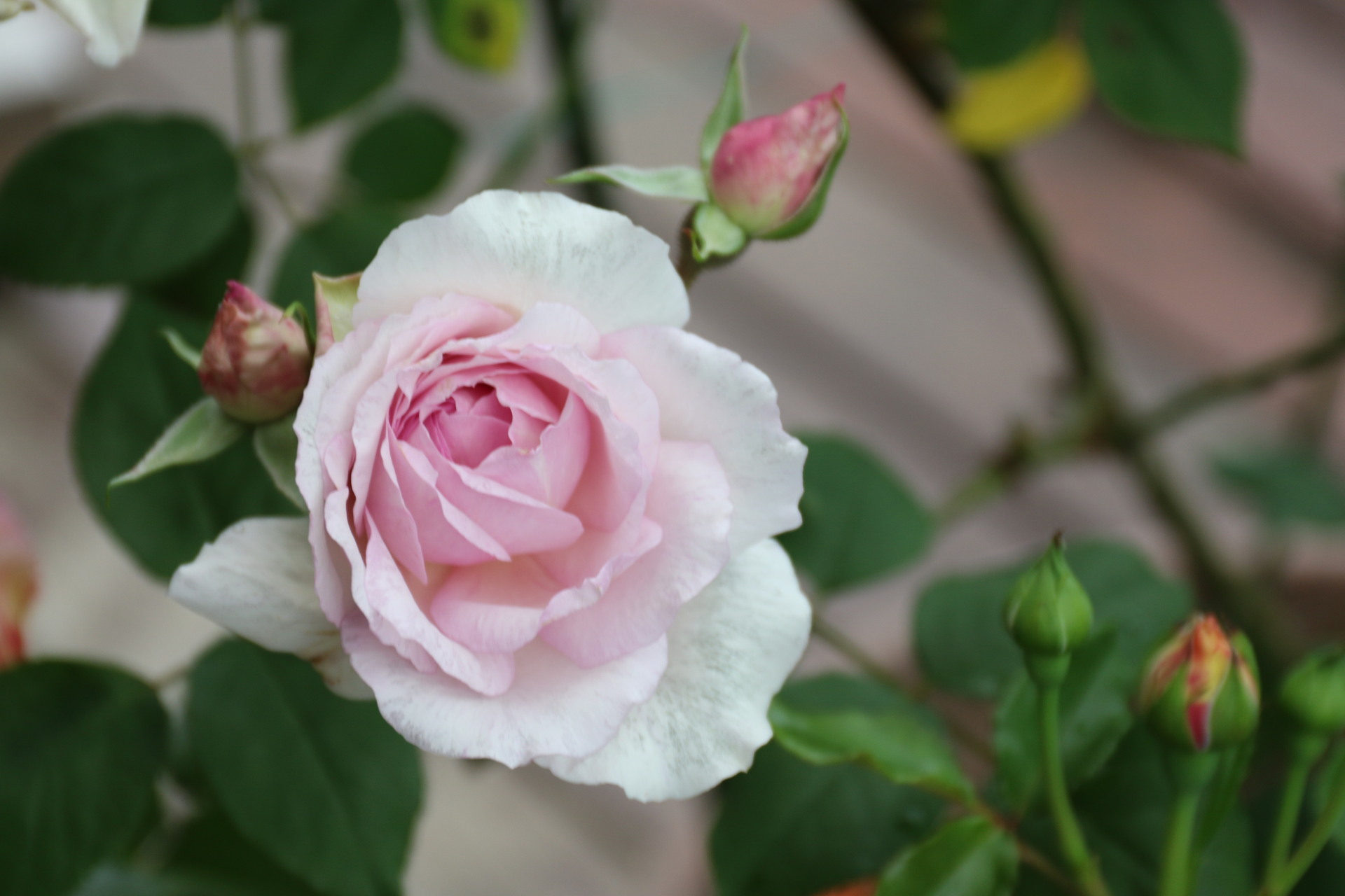 ガーデニング写真集【No．9106】: コンサルタントのオフ