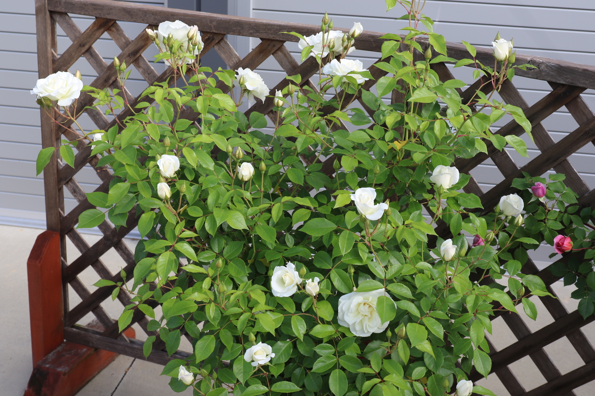 ガーデニング写真集【No．10123】: コンサルタントのオフ