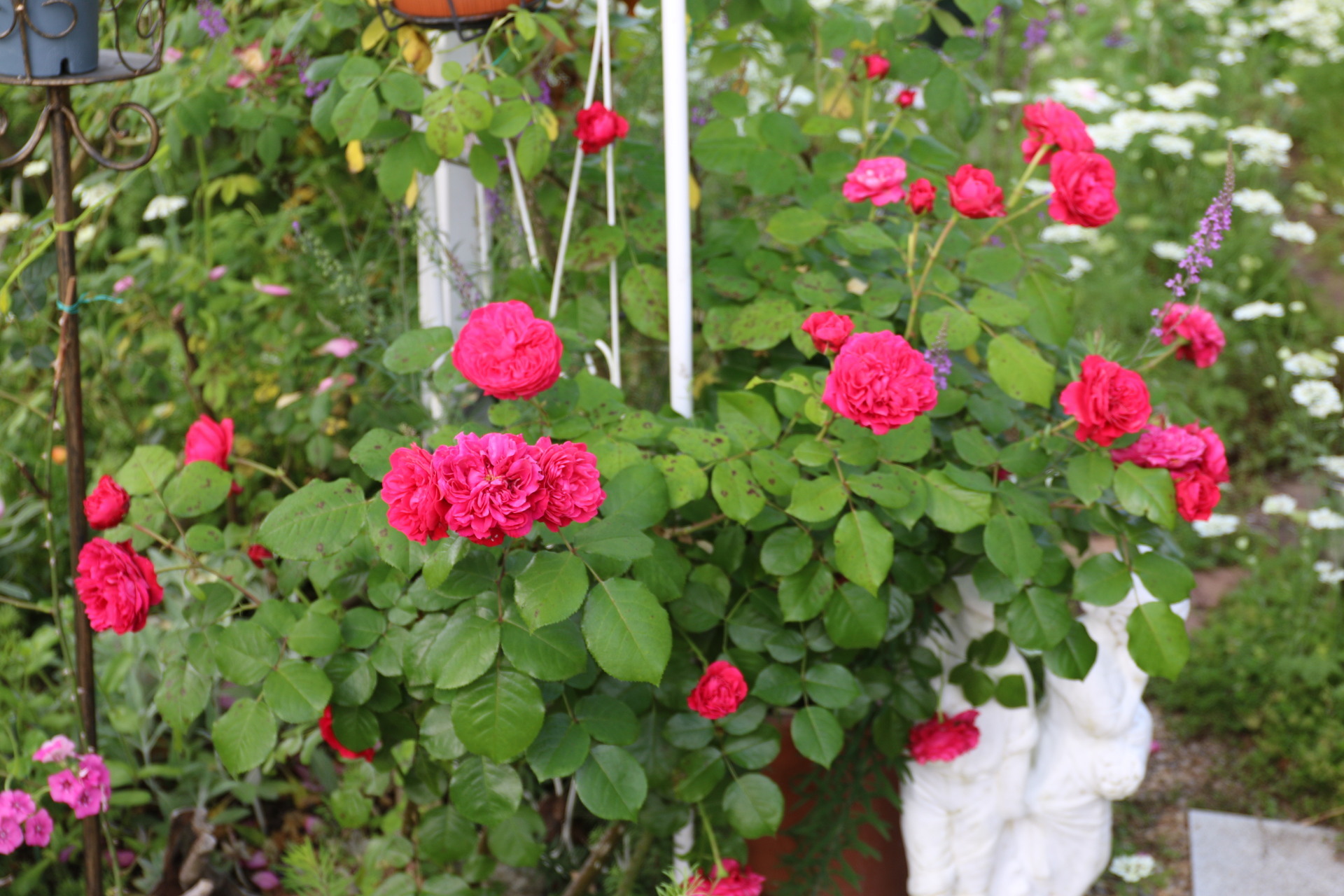 ガーデニング写真集【No．9334】: コンサルタントのオフ